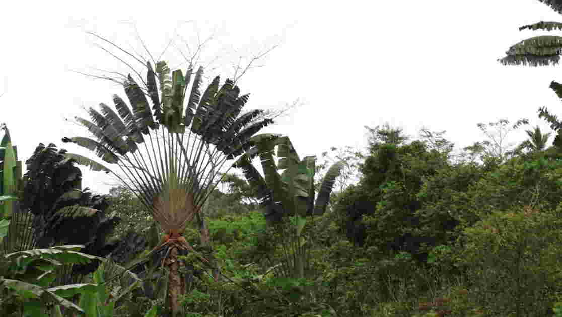 Ravinala, Ravinala, l'arbre emblème de Madagascar. - Geo.fr