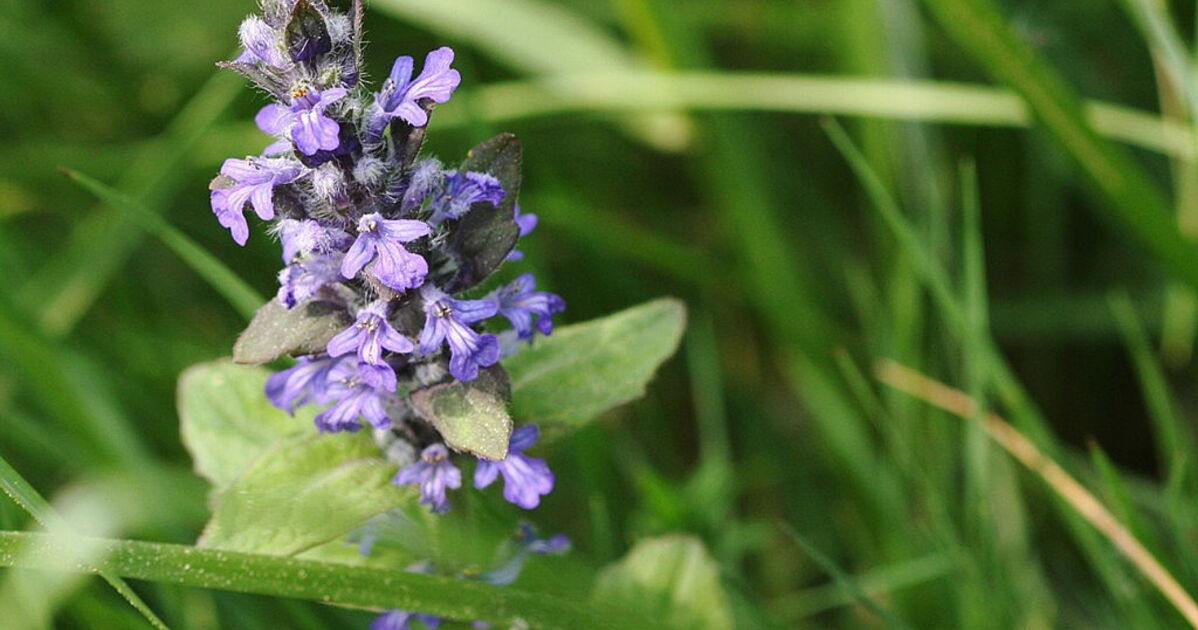 Bugle rampant, Ajuga reptans (Lamiaceae) - Geo.fr