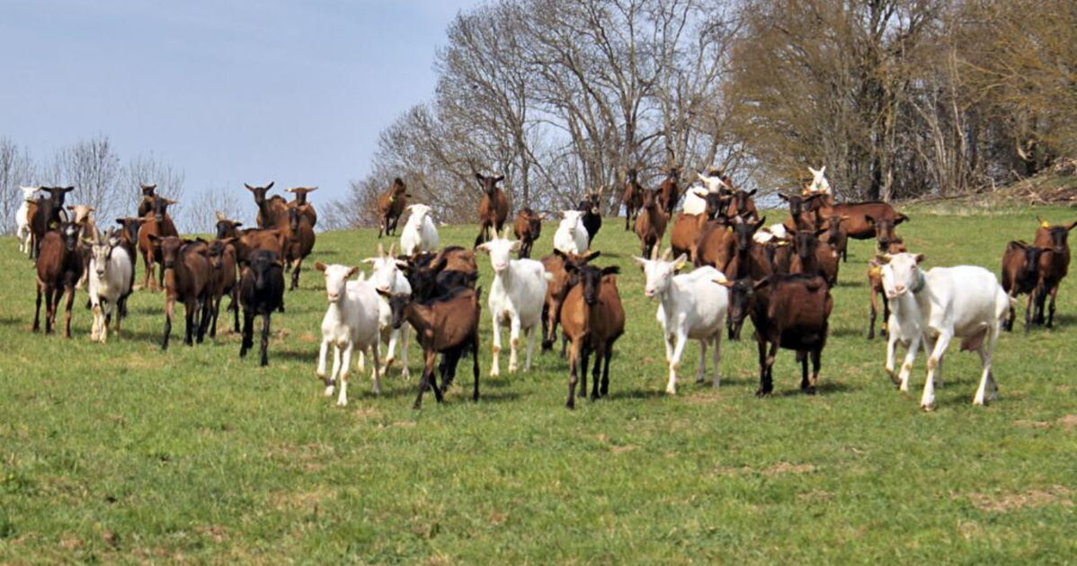 2012_03_22_ TROUPEAU DE CHEVRES .jpg_ , Savez vous... - Geo.fr