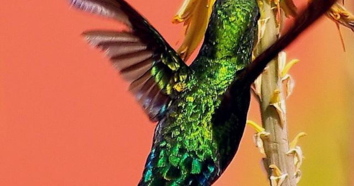 colibri metal, - Geo.fr