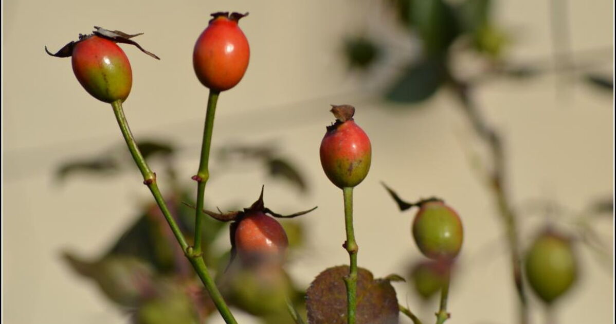 Cynorrhodon, - Geo.fr