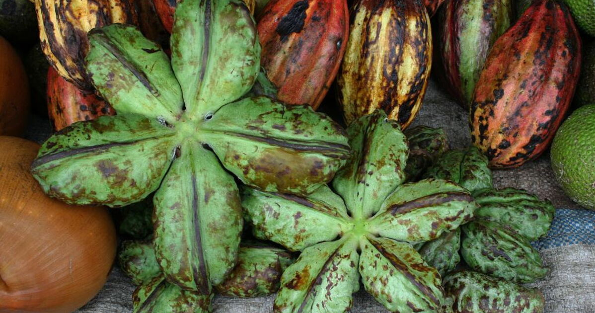 fruit du kolatier, Croquées ou râpées pour lutter contre... - Geo.fr
