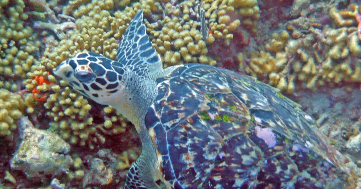 Tortue Verte.jpg, - Geo.fr