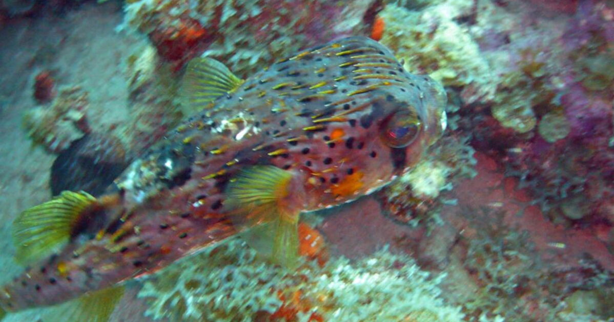 Poisson porc-épic.JPG, - Geo.fr