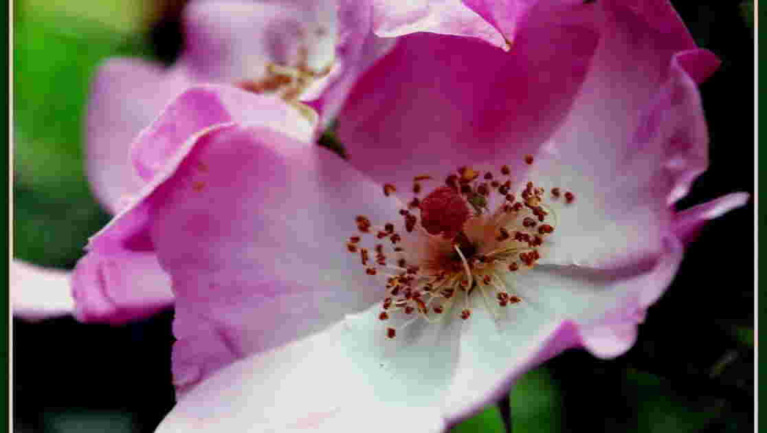 Belle églantine...., L'églantine, la fleur des poètes,... - Geo.fr