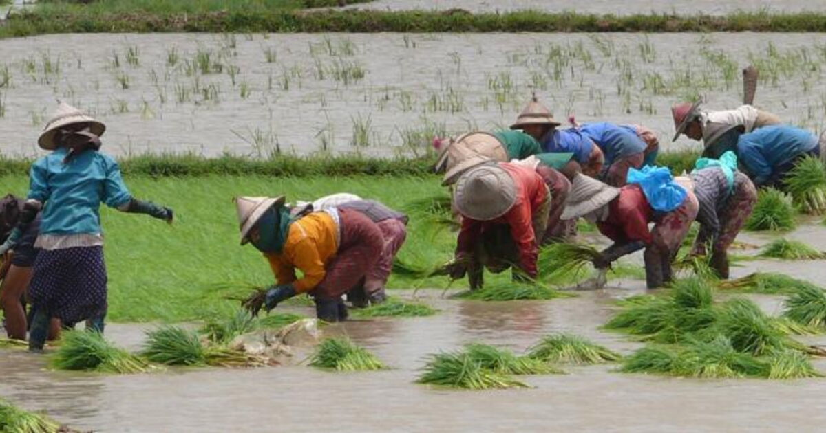 Travail dans les rizières, - Geo.fr