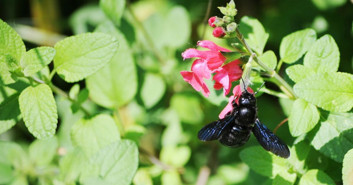 Xylocope xylocopa violacea, - Geo.fr