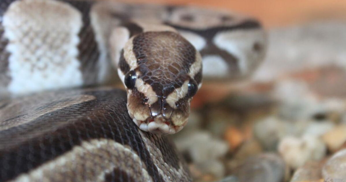 Hypnotic snake, - Geo.fr