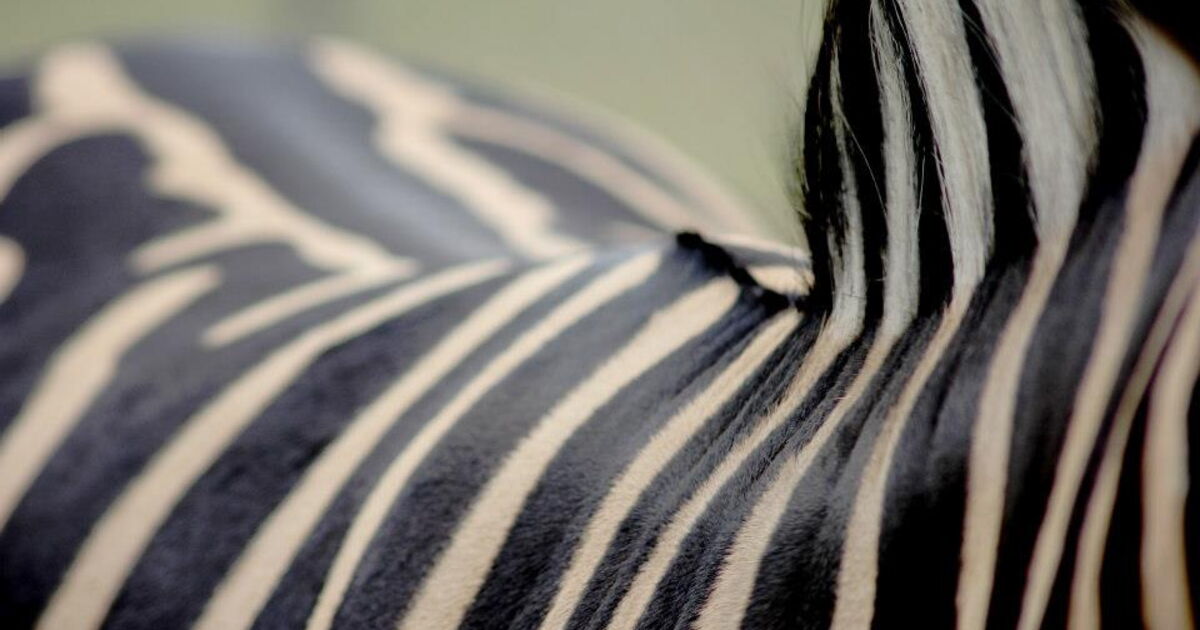 vous avez dit rayures ?, - Geo.fr