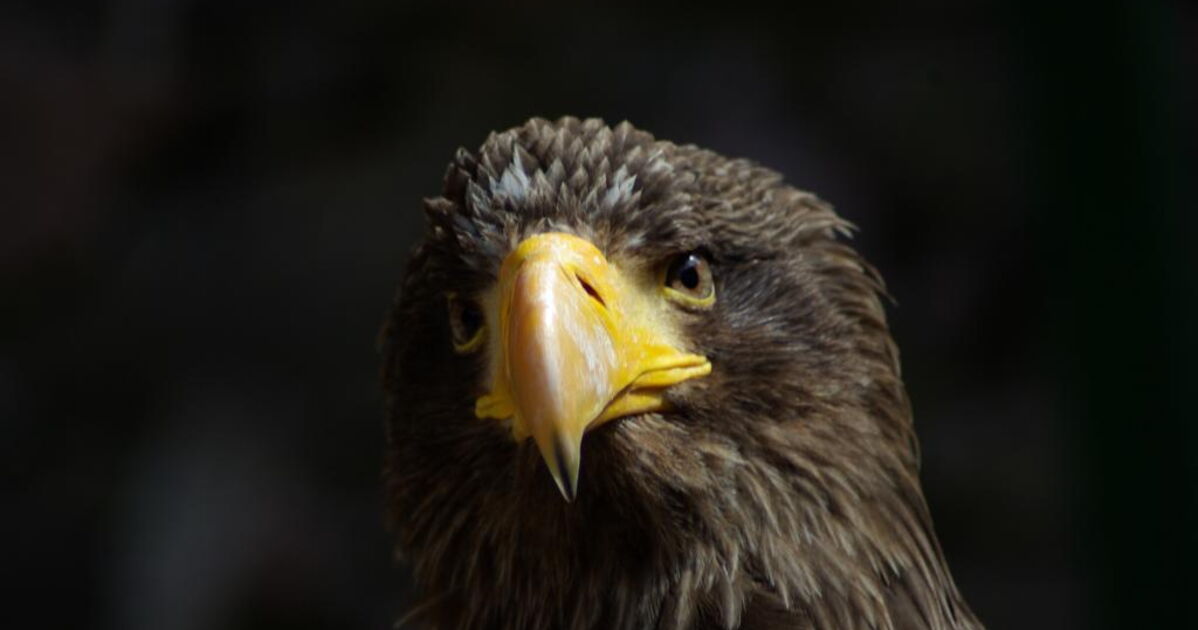 aigle .JPG, un tête à tête sans prise de bec - Geo.fr