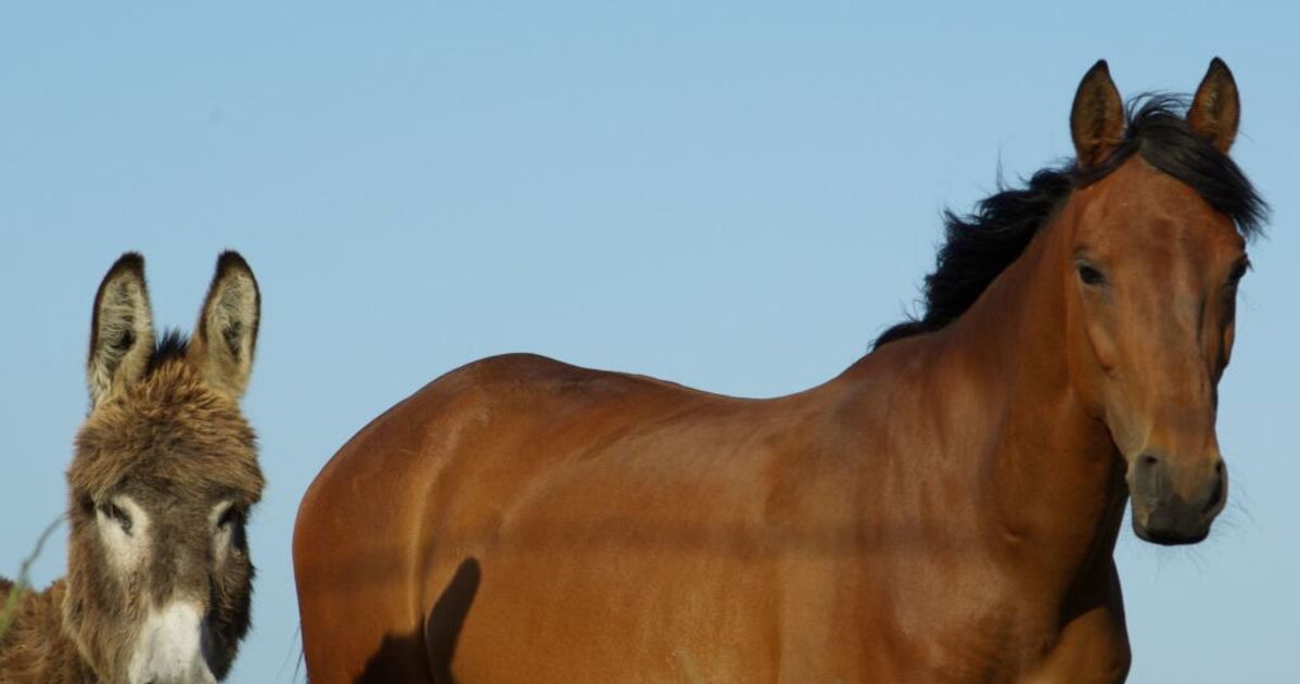 le_cheval_et_l_ane.JPG, - Geo.fr