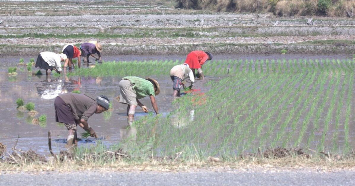 _MG_1823 Repiquage du riz, - Geo.fr