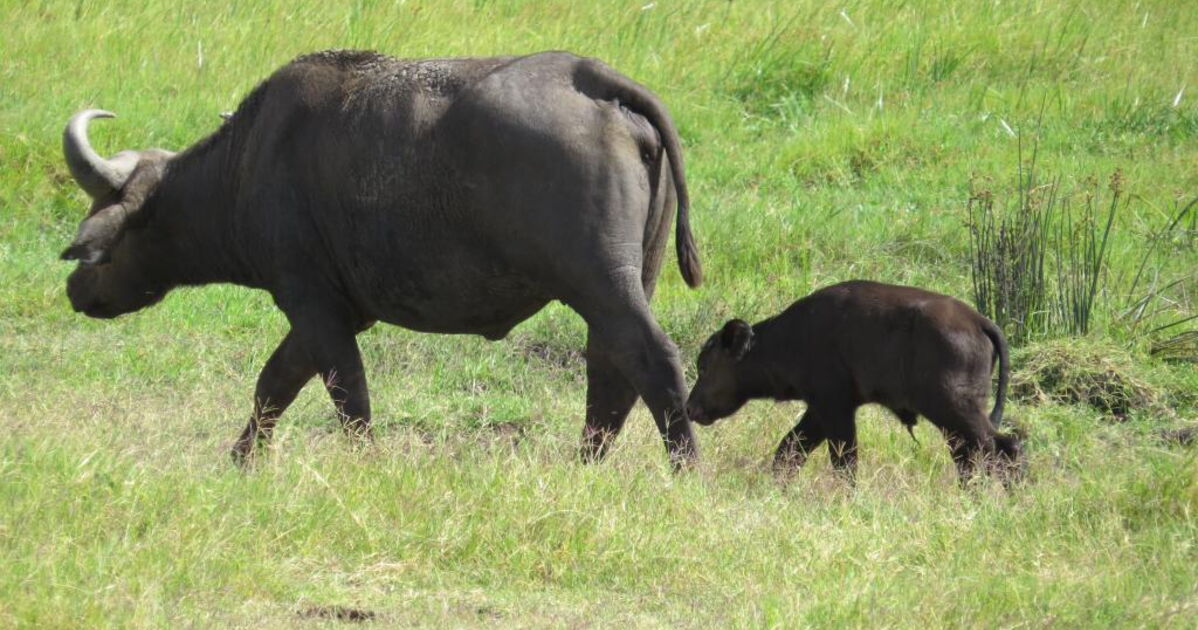 bufflon âgé de quelques jours , - Geo.fr