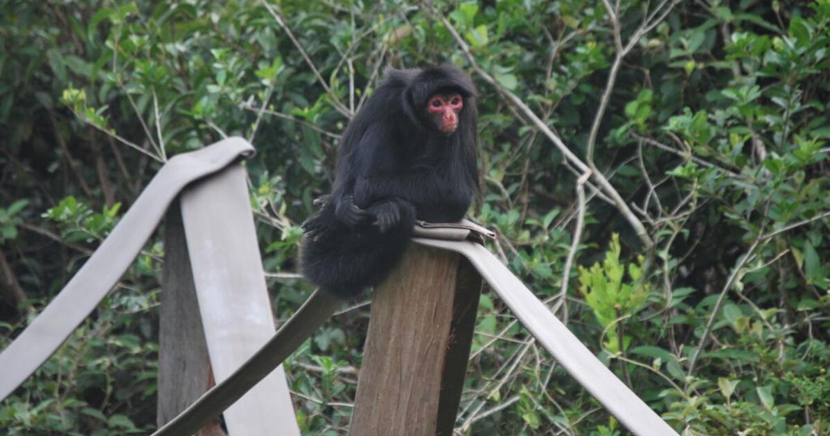Singe atèle, Le singe atèle est le plus grand singe... - Geo.fr