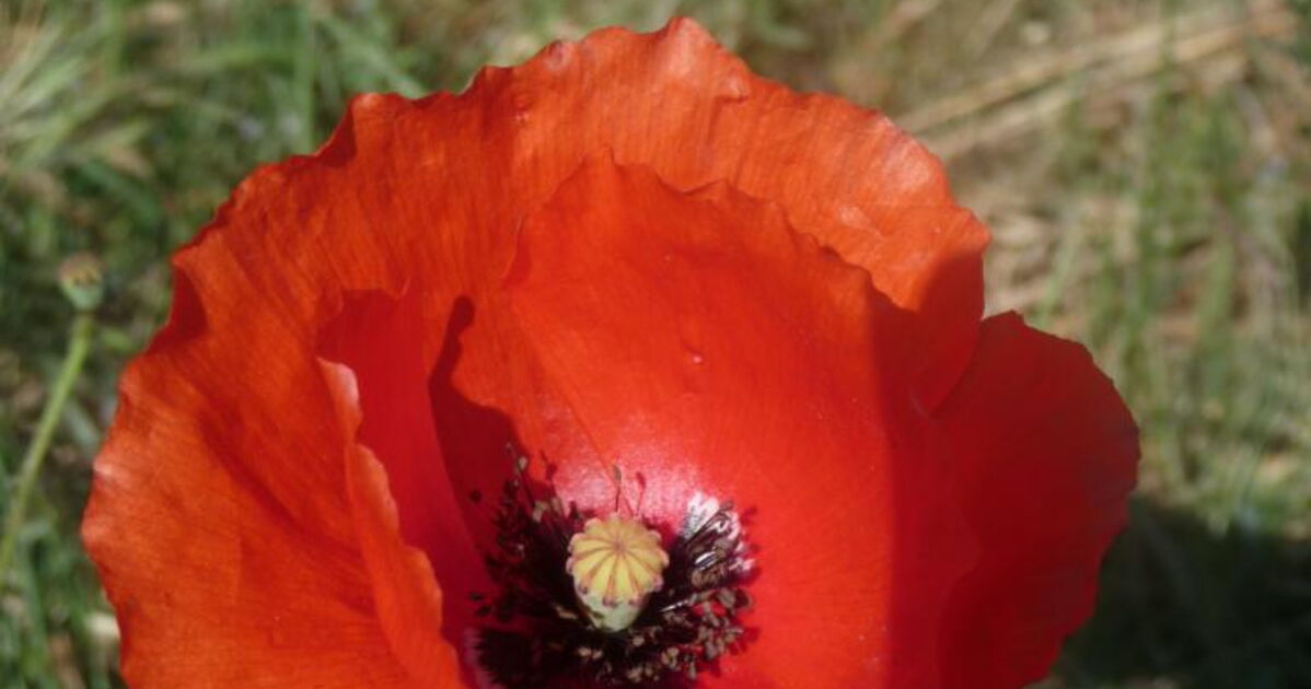 coquelicot, - Geo.fr