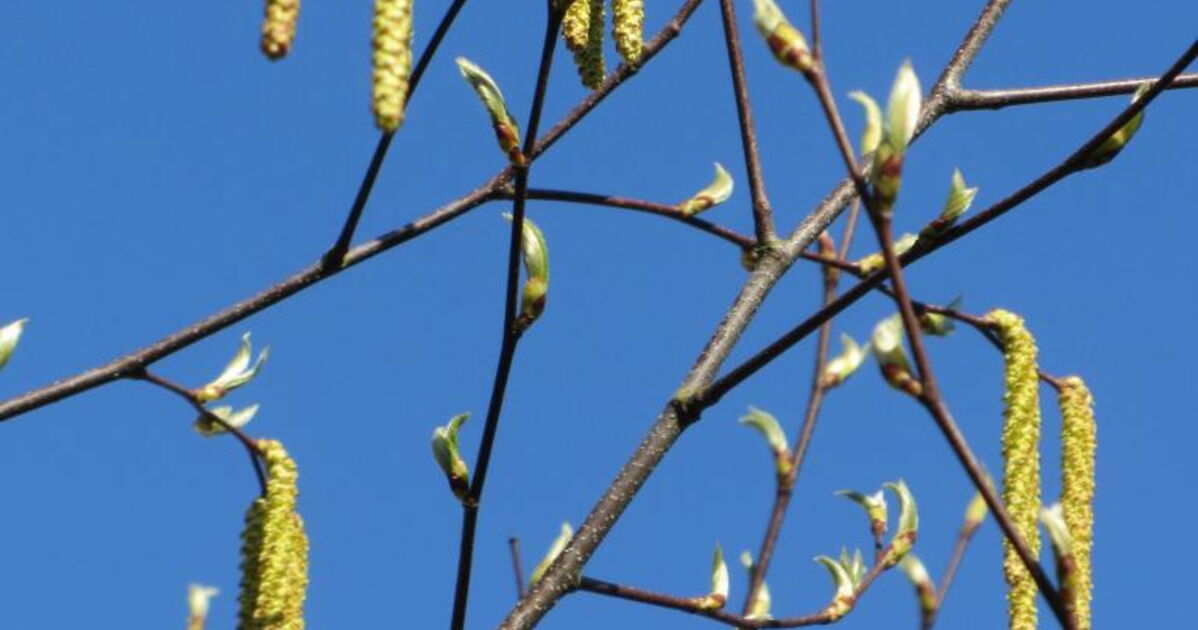 2 jours de printemps ! Fleurs de chatons, - Geo.fr
