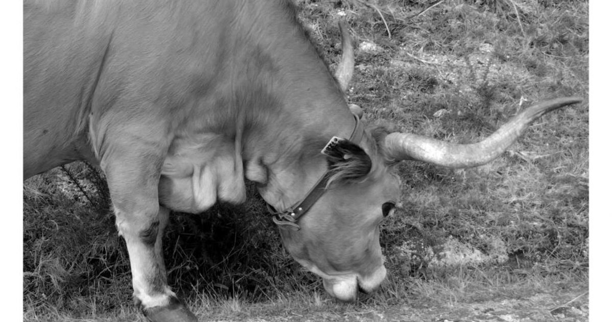 Vaca Pisca, - Geo.fr