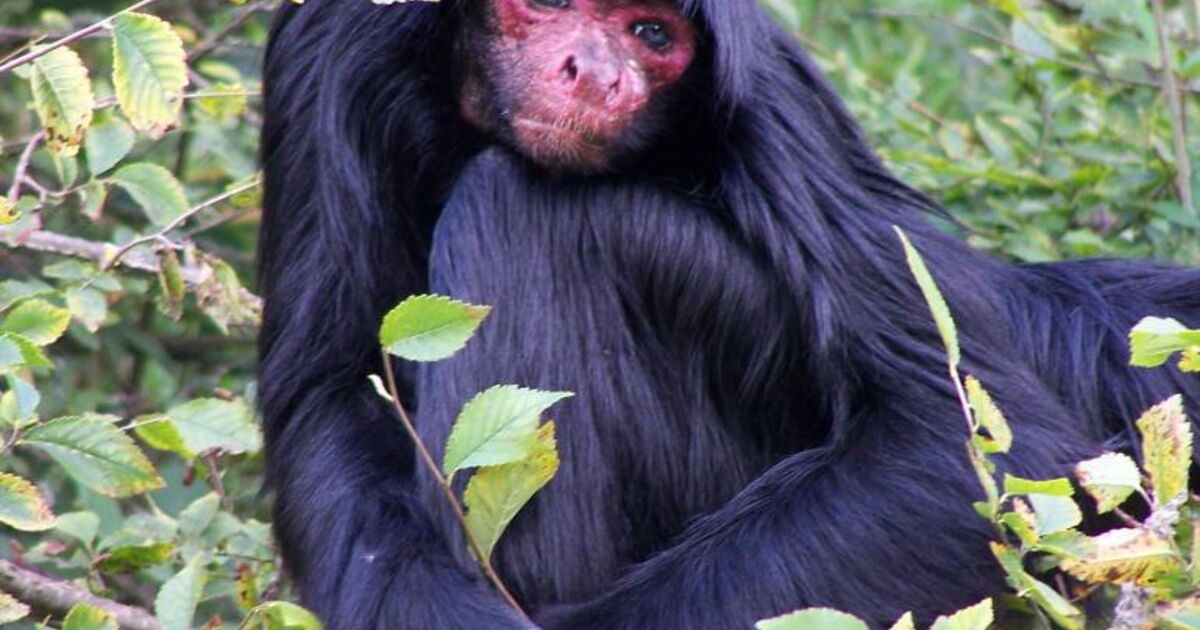 Atele_a_face_rouge___Vallee_des_singes_, - Geo.fr