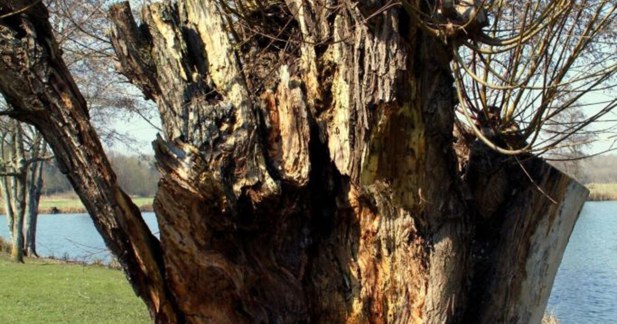 "Rongé de l'intérieur ...", - Geo.fr