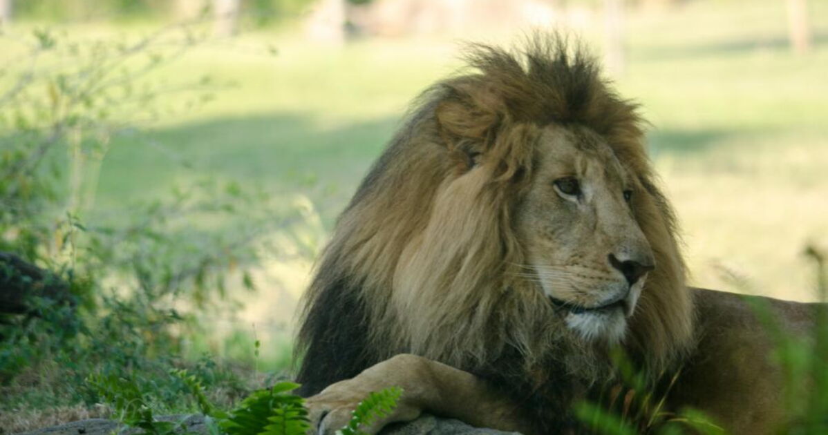 Poor King Lion, - Geo.fr