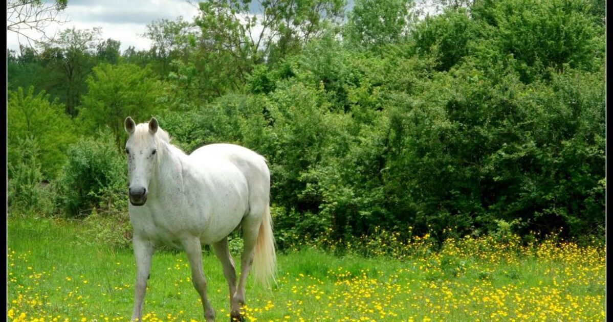 Crin Blanc, - Geo.fr