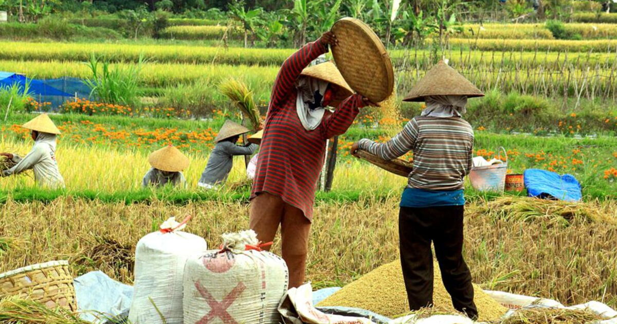 vannage du paddi, Même séparé de la paille, le g1 - Geo.fr