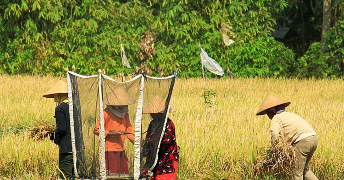 la moisson..... b, tandis que certains fauchent1 - Geo.fr