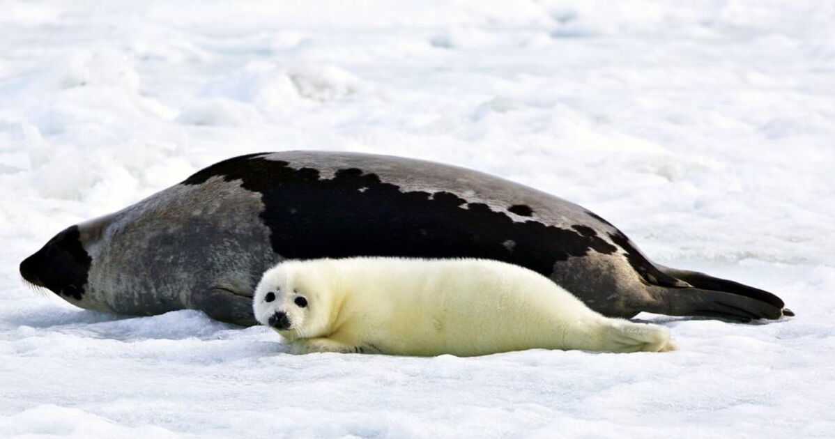 IMG_0212.jpg, Une famille phoques sur la Banquise1 - Geo.fr