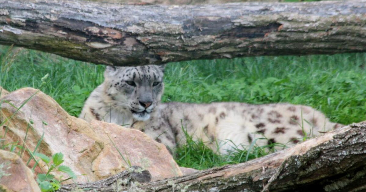 panthère blanche, - Geo.fr