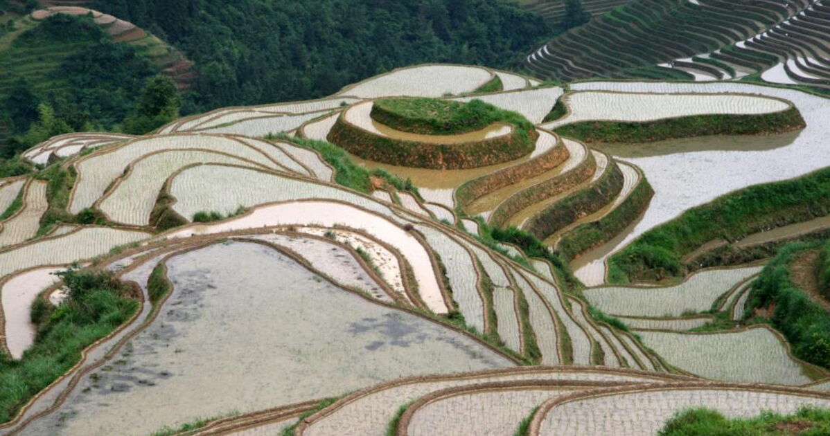 Rizi_res.JPG, - Geo.fr