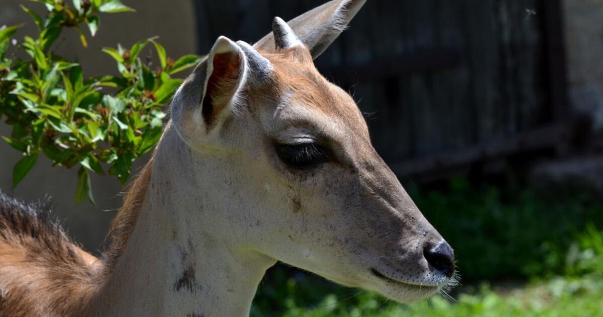 Biche, ma biche ...., - Geo.fr