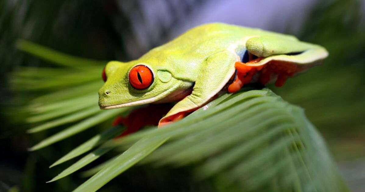 Agalychnis Callidryas (Costa Rica), - Geo.fr