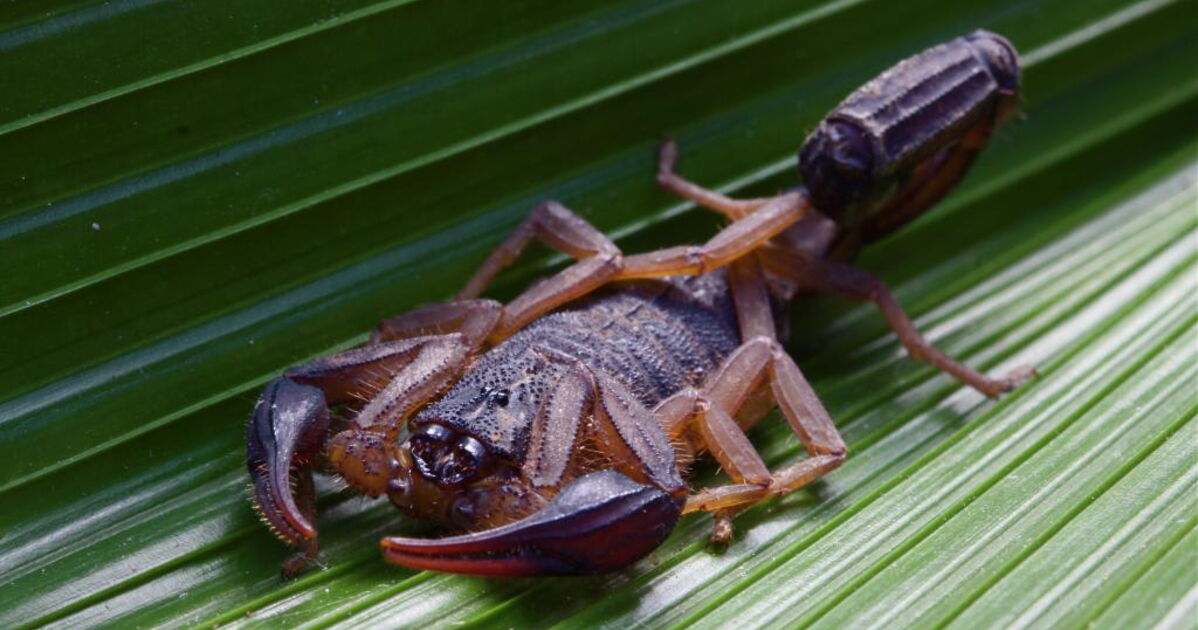 Scorpion (costa Rica), - Geo.fr