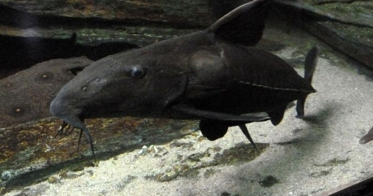 Poisson rouge bourré, il est noir !, - Geo.fr