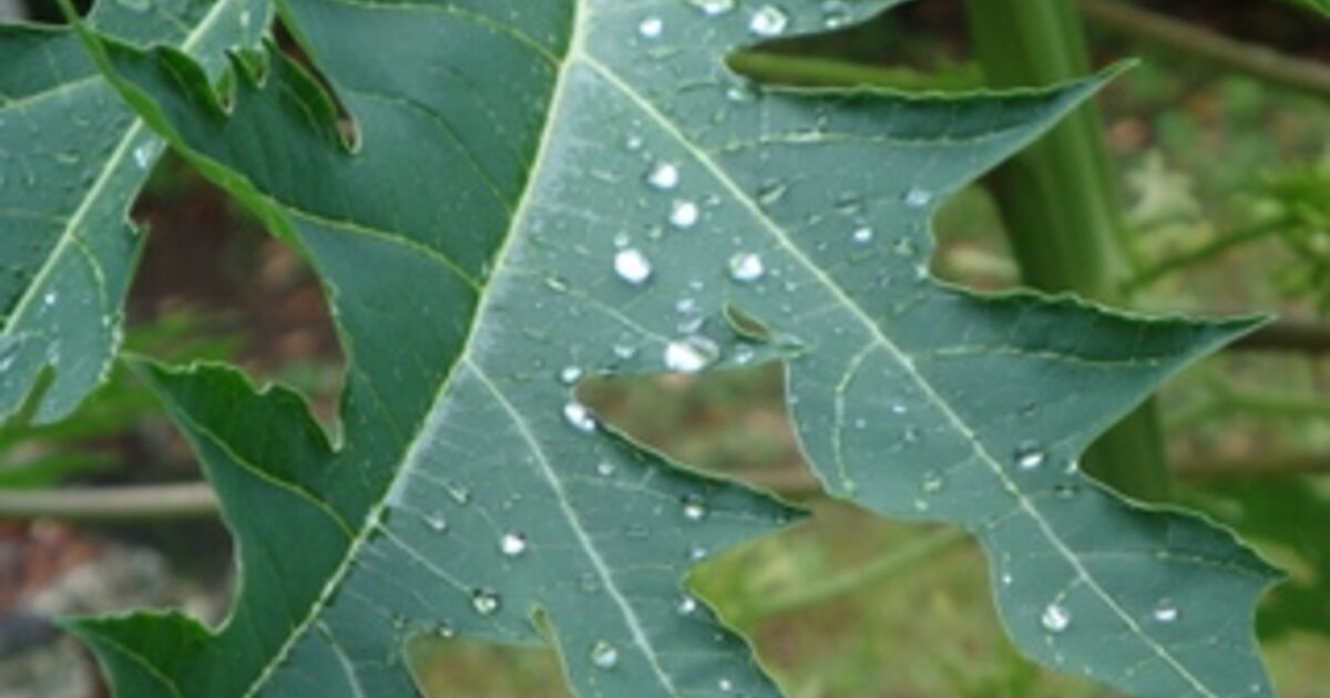 feuille de papayer, - Geo.fr