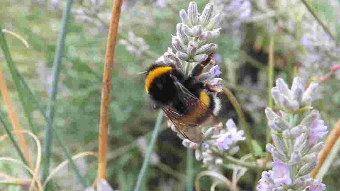 Bourdon qui butine, Un bourdon qui butine dans le jardin... - Geo.fr