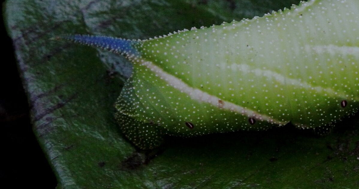 Ma queue., Smerinthus ocellata - Geo.fr