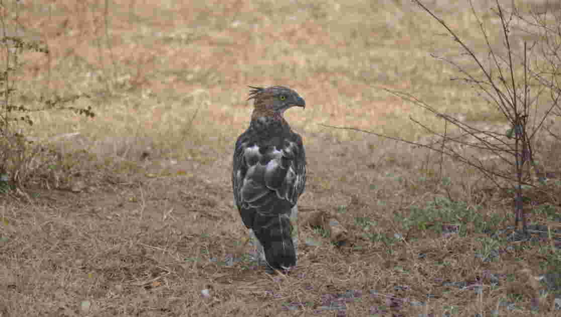 Aigle royal, Gros plan d'un aigle royal. Laval, Québec - Geo.fr