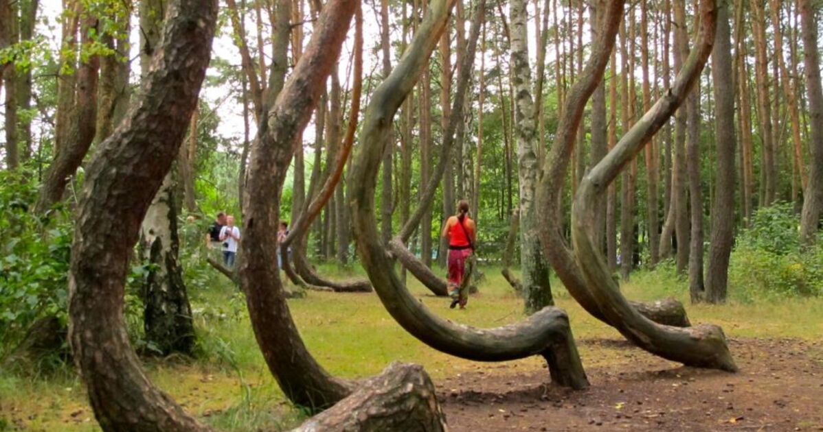 arbre_tordu_3.JPG, - Geo.fr