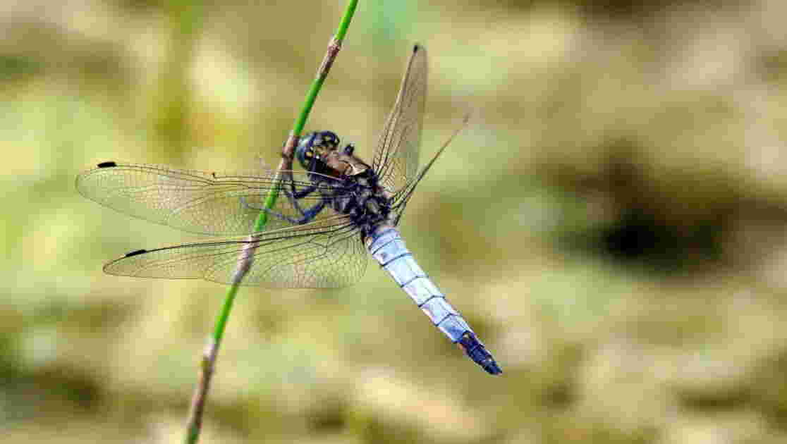 La Libellule, La libellule à deux paires d'ailes membraneuses... - Geo.fr