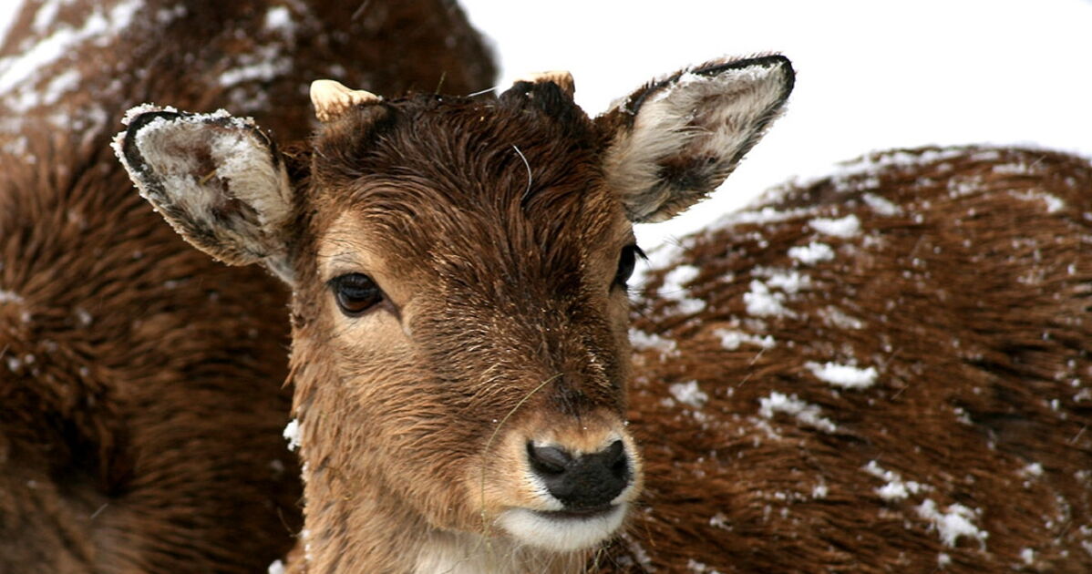 Biche oh ma biche....., - Geo.fr