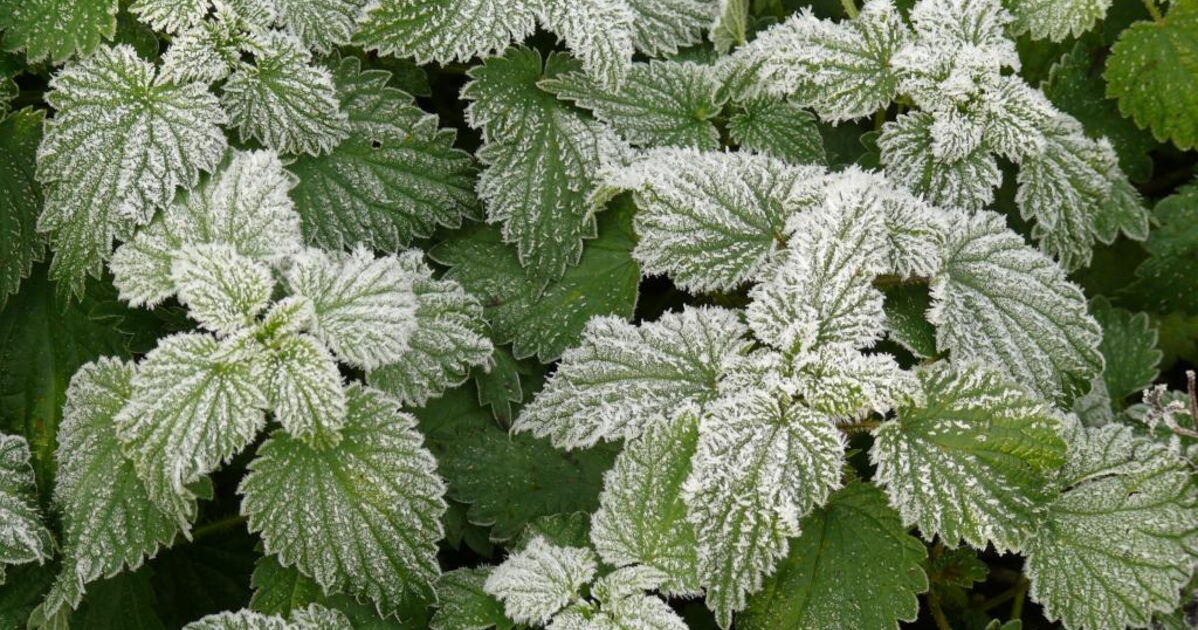 orties....blanches, - Geo.fr