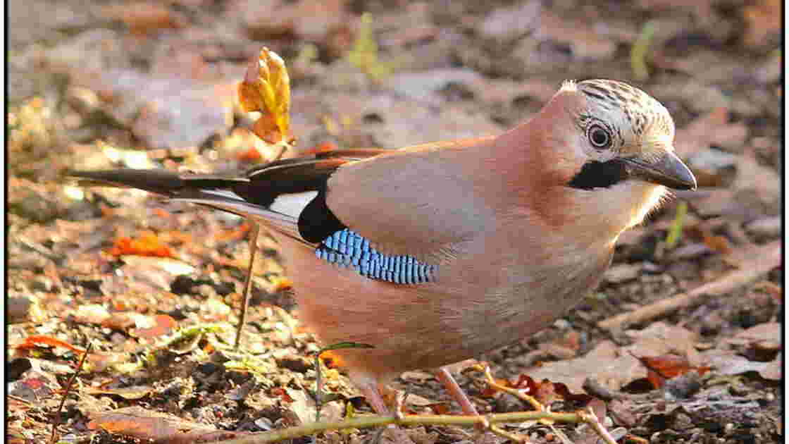 geai des chênes , Le GEAI des CHÊNES en couple . Un... - Geo.fr