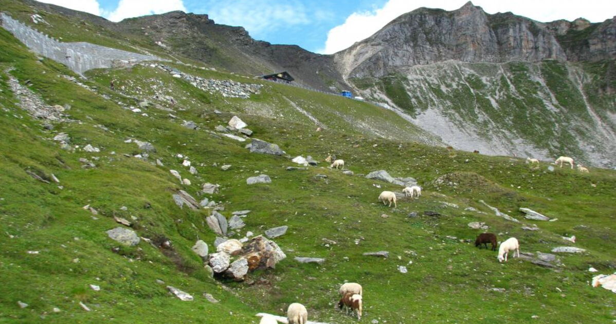 Pâturage d'altitude, - Geo.fr