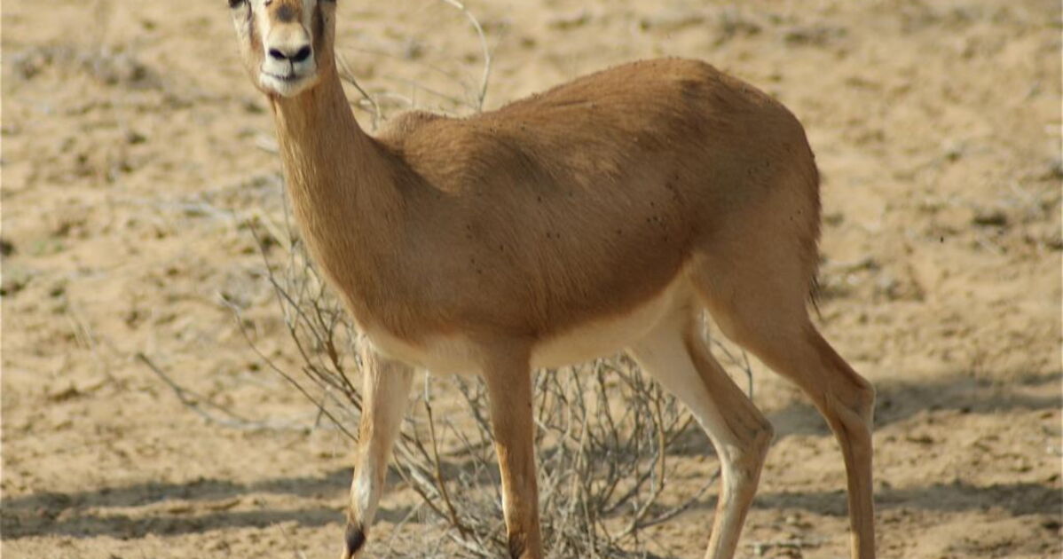 La gazelle du désert, Dans le désert du Thar (Rajasthan-... - Geo.fr