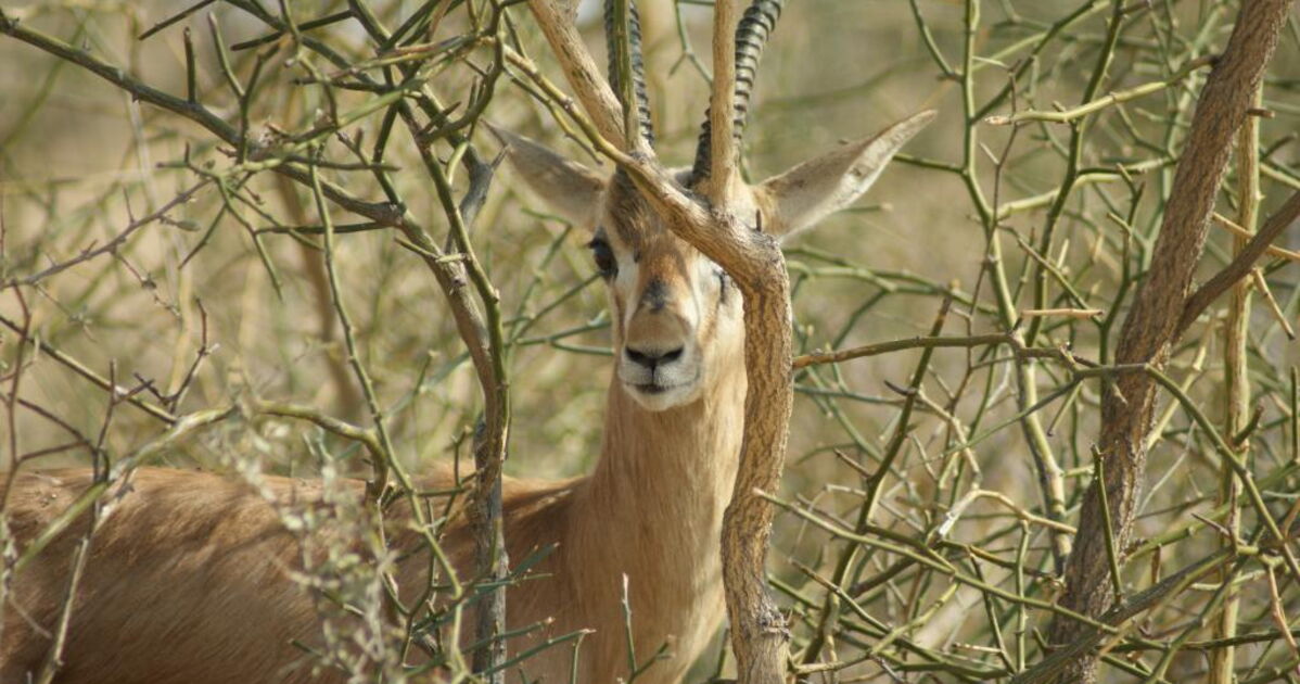 Gazelle du désert du Thar, - Geo.fr