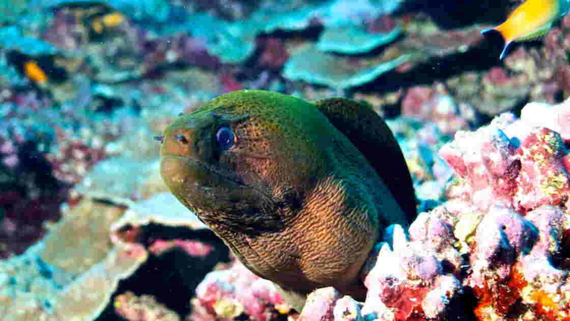 Murene javanaise, - Geo.fr