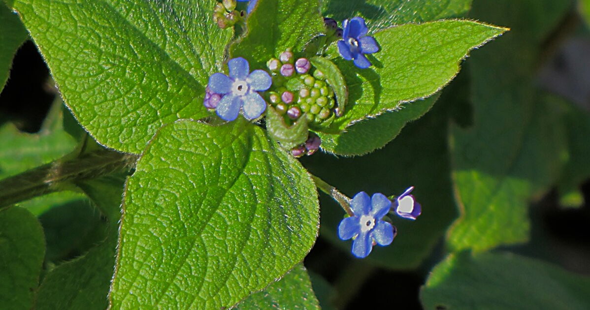 Miosotis.jpg, - Geo.fr