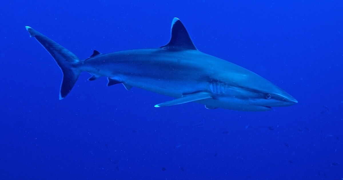 Requin pointe blanche - Rangiroa, - Geo.fr