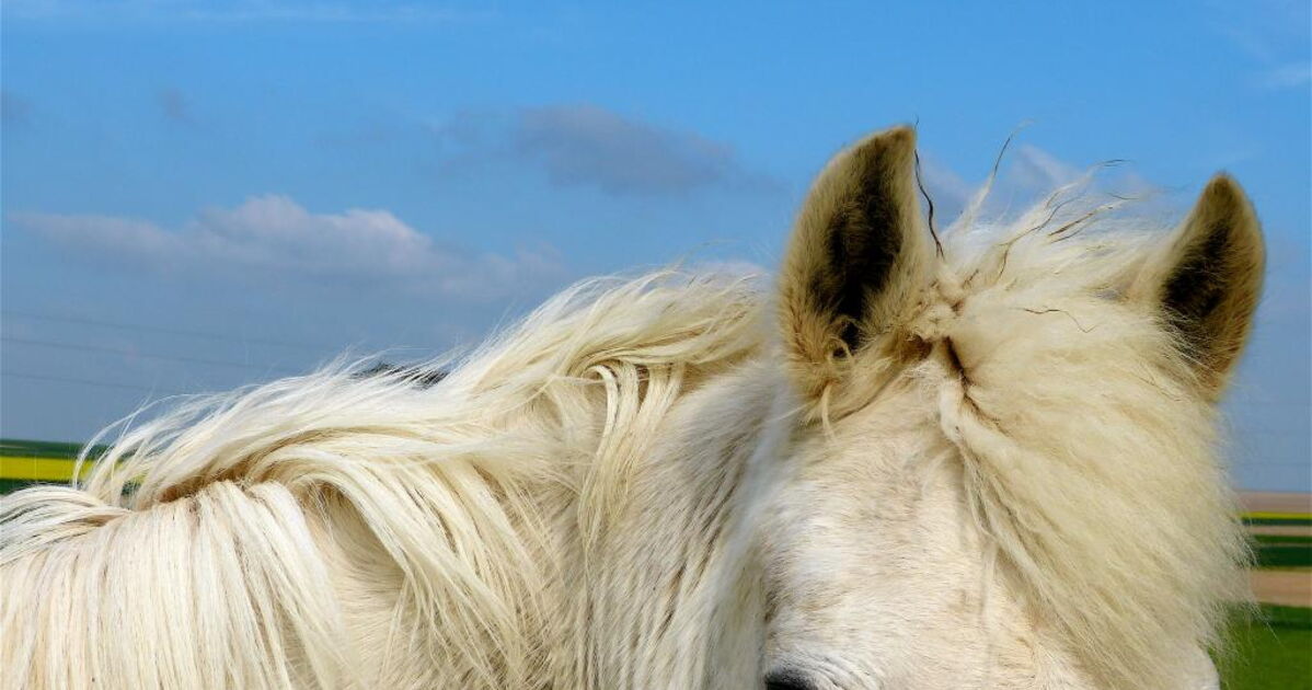 Crin Blanc, - Geo.fr